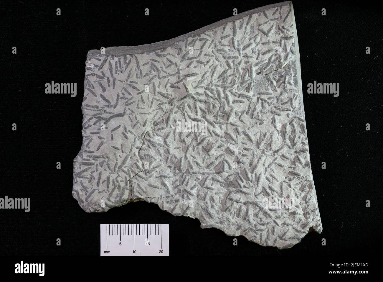 Lockeia anticostiana twenhofel hi-res stock photography and images - Alamy