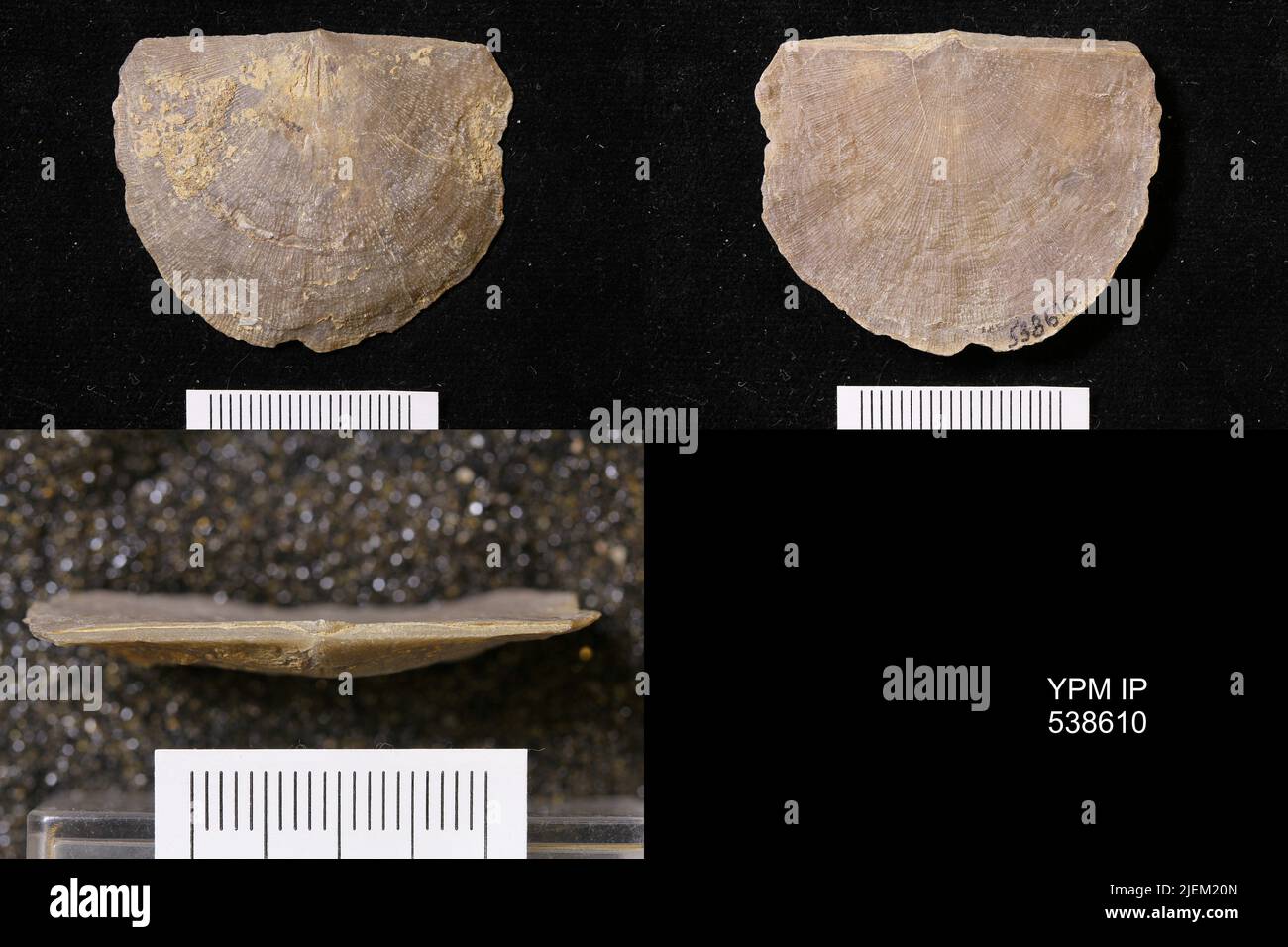 Rafinesquina alternata fracta meek hi-res stock photography and images ...