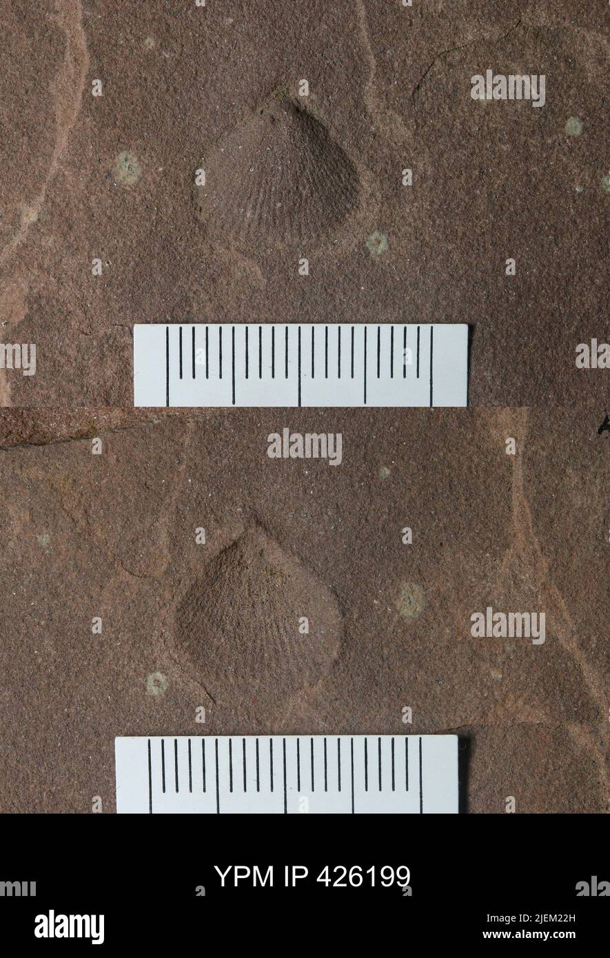 Rhynchonellida hi-res stock photography and images - Alamy