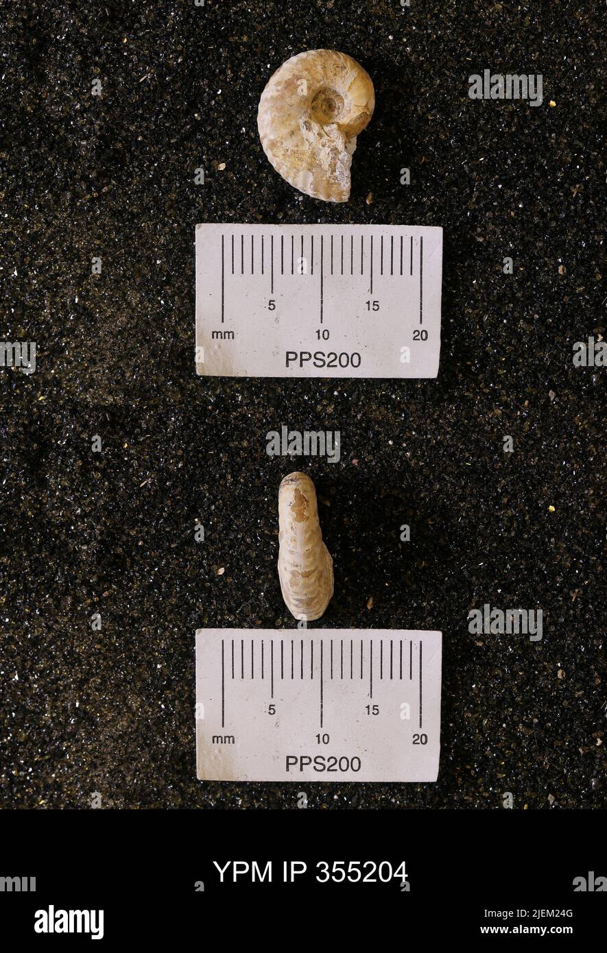 Scaphites hi-res stock photography and images - Alamy