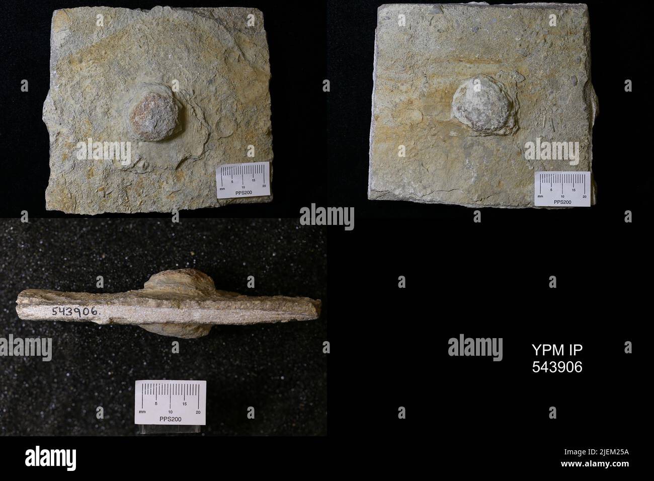 Undet ichnofossil ichnofossil ichnofossils hi-res stock photography and ...