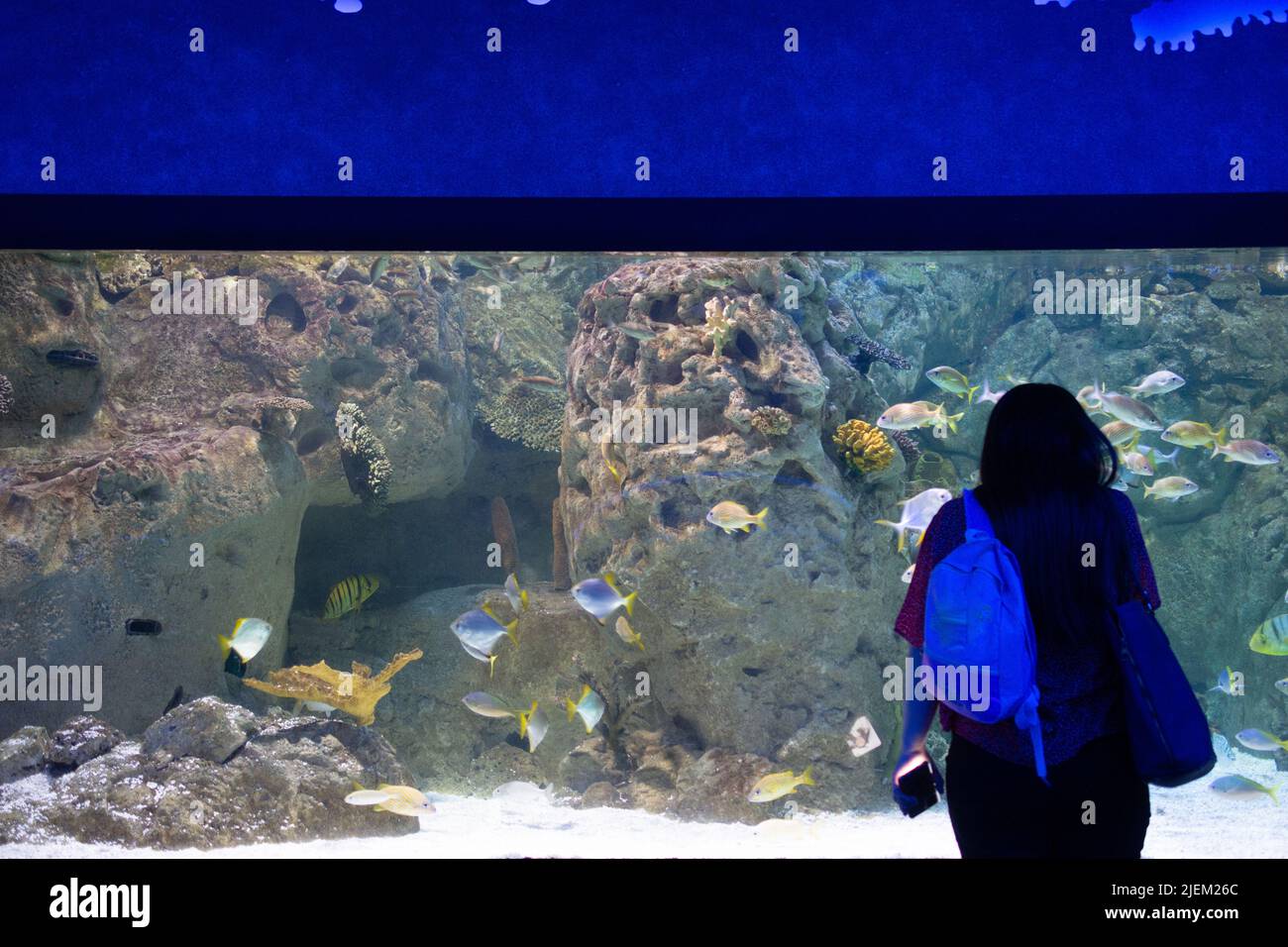Beautiful fish at bottom of the aquarium, Oceanarium, business tourism ...