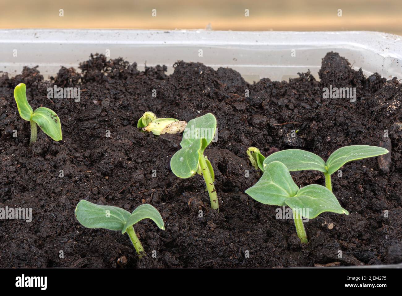 The first sprouts of cucumbers from moist soil in a plastic container ...