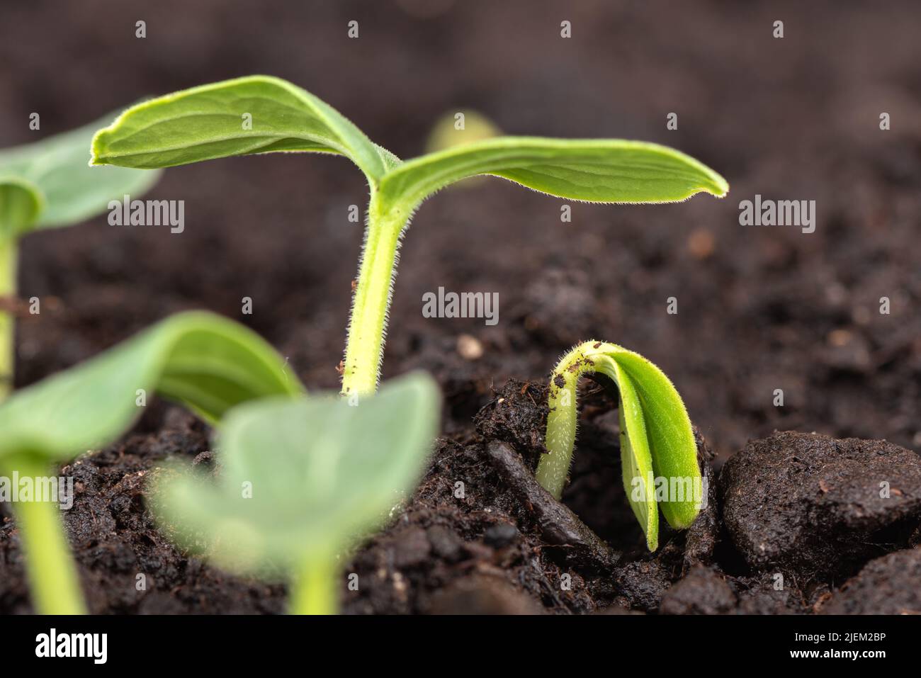 Cucumber sprout sprouts from ground hi-res stock photography and images ...