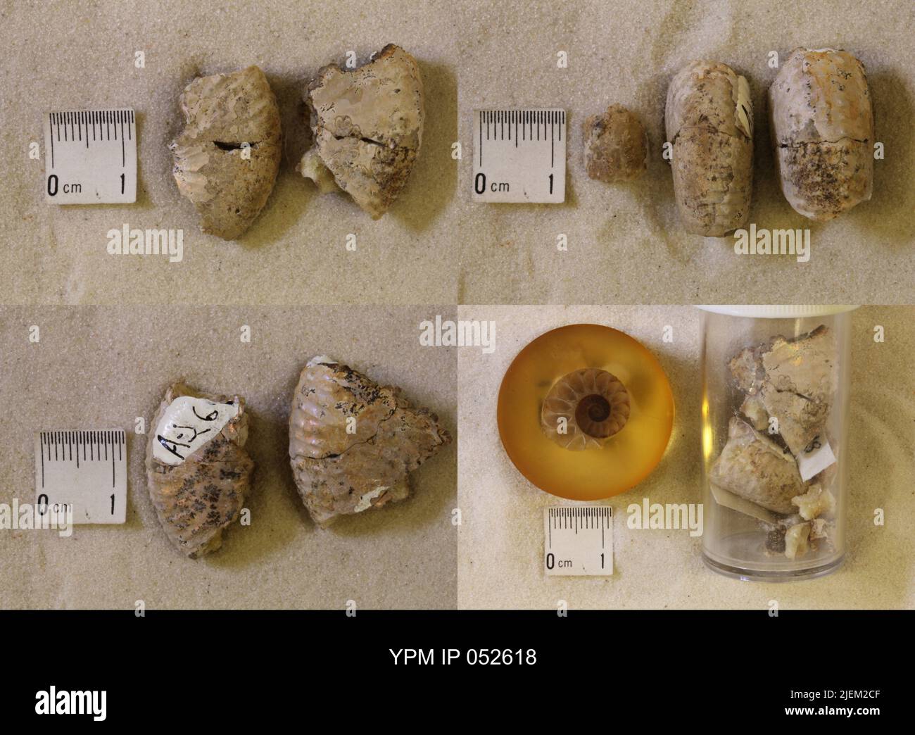 Hoploscaphites nicolletii (Morton Stock Photo - Alamy