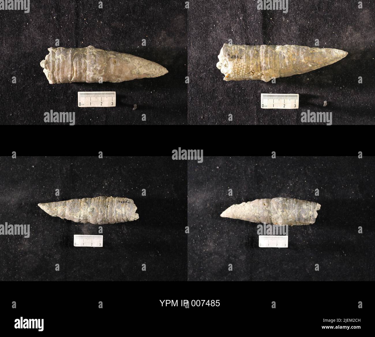 Streptelasma hi-res stock photography and images - Alamy