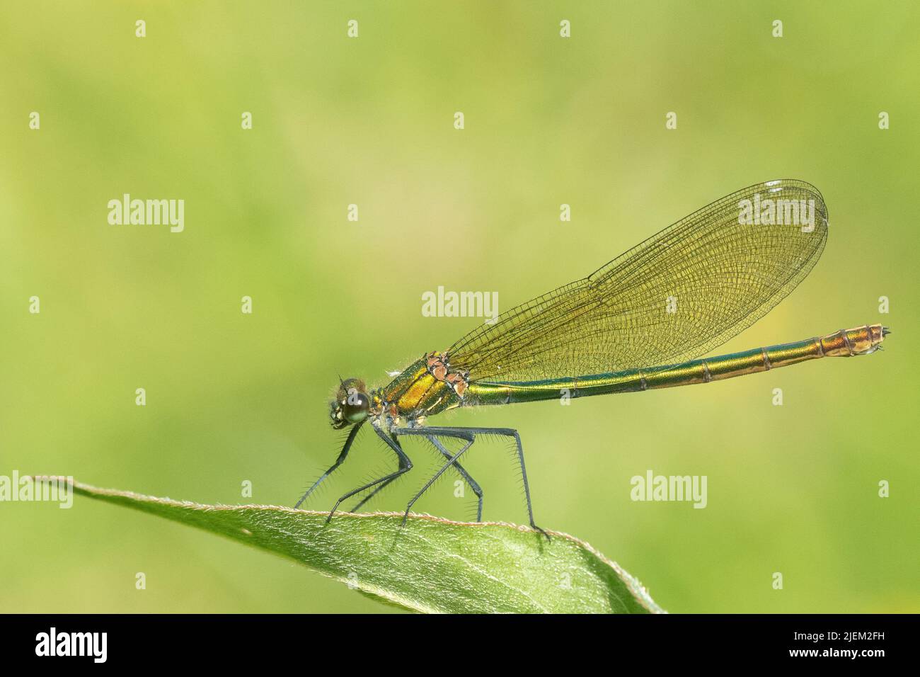 The testwood totton hi-res stock photography and images - Alamy