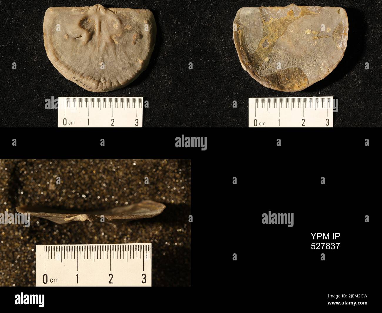 Rafinesquina alternata conrad hi-res stock photography and images - Alamy