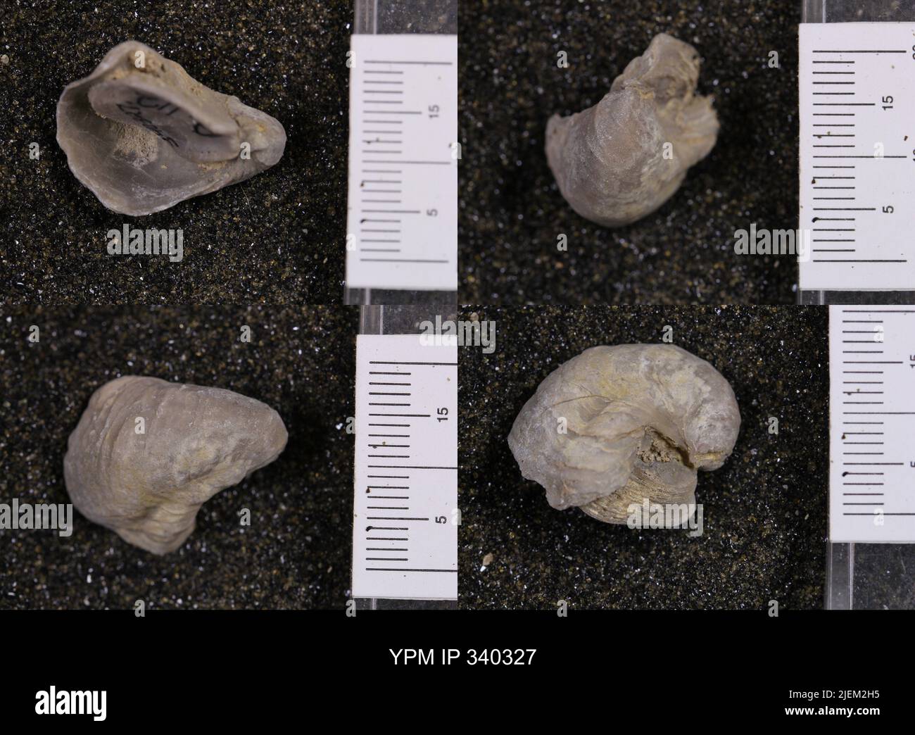 1898 animalia hi-res stock photography and images - Alamy