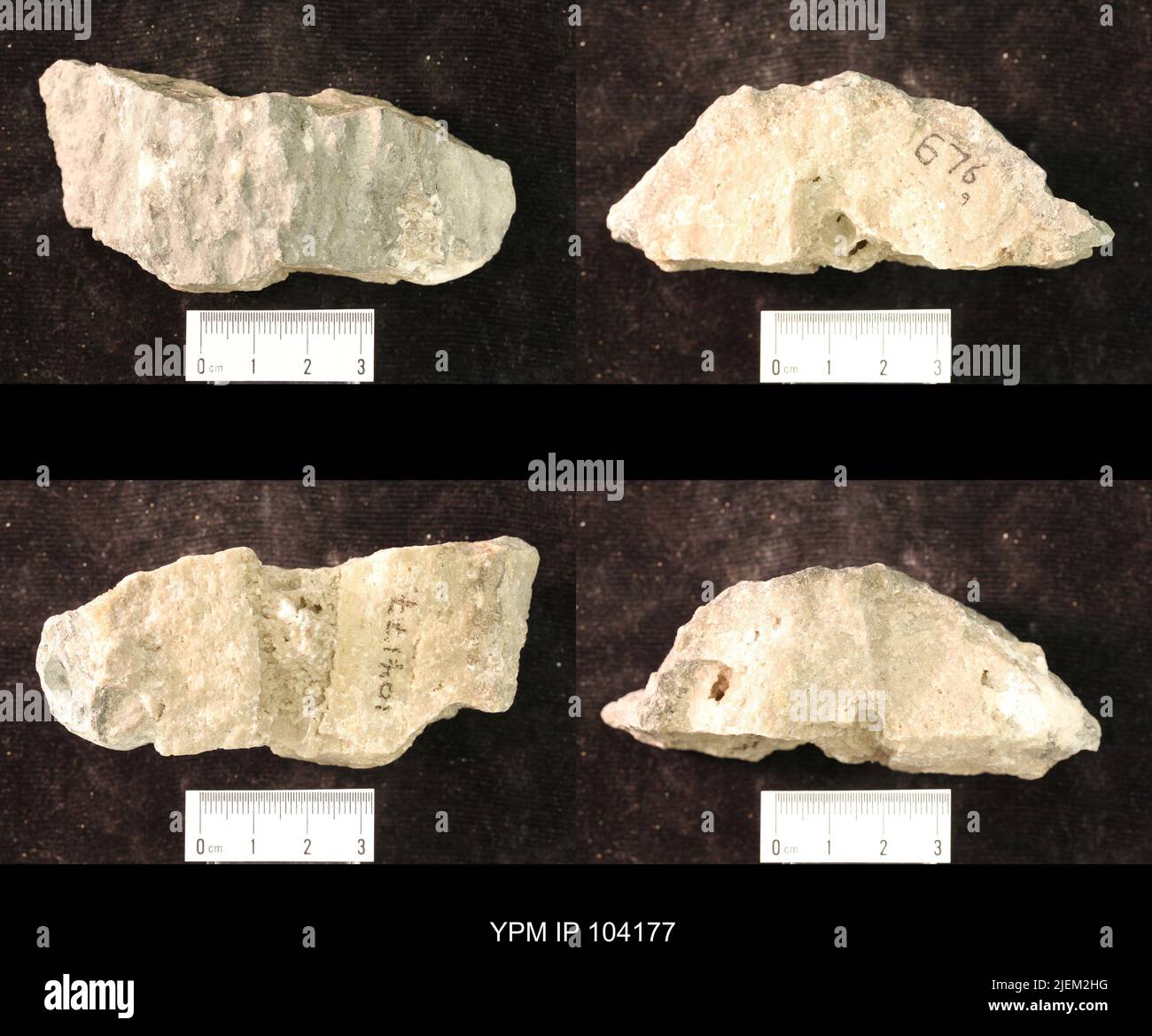 Beatricia undulata animalia hi-res stock photography and images - Alamy