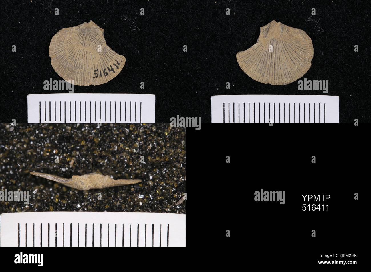 1827 animalia hi-res stock photography and images - Alamy