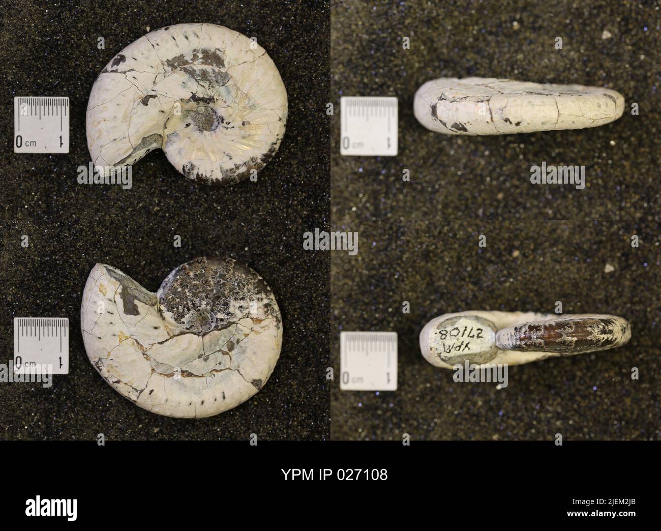 Discoscaphites conradi morton animalia hi-res stock photography and ...