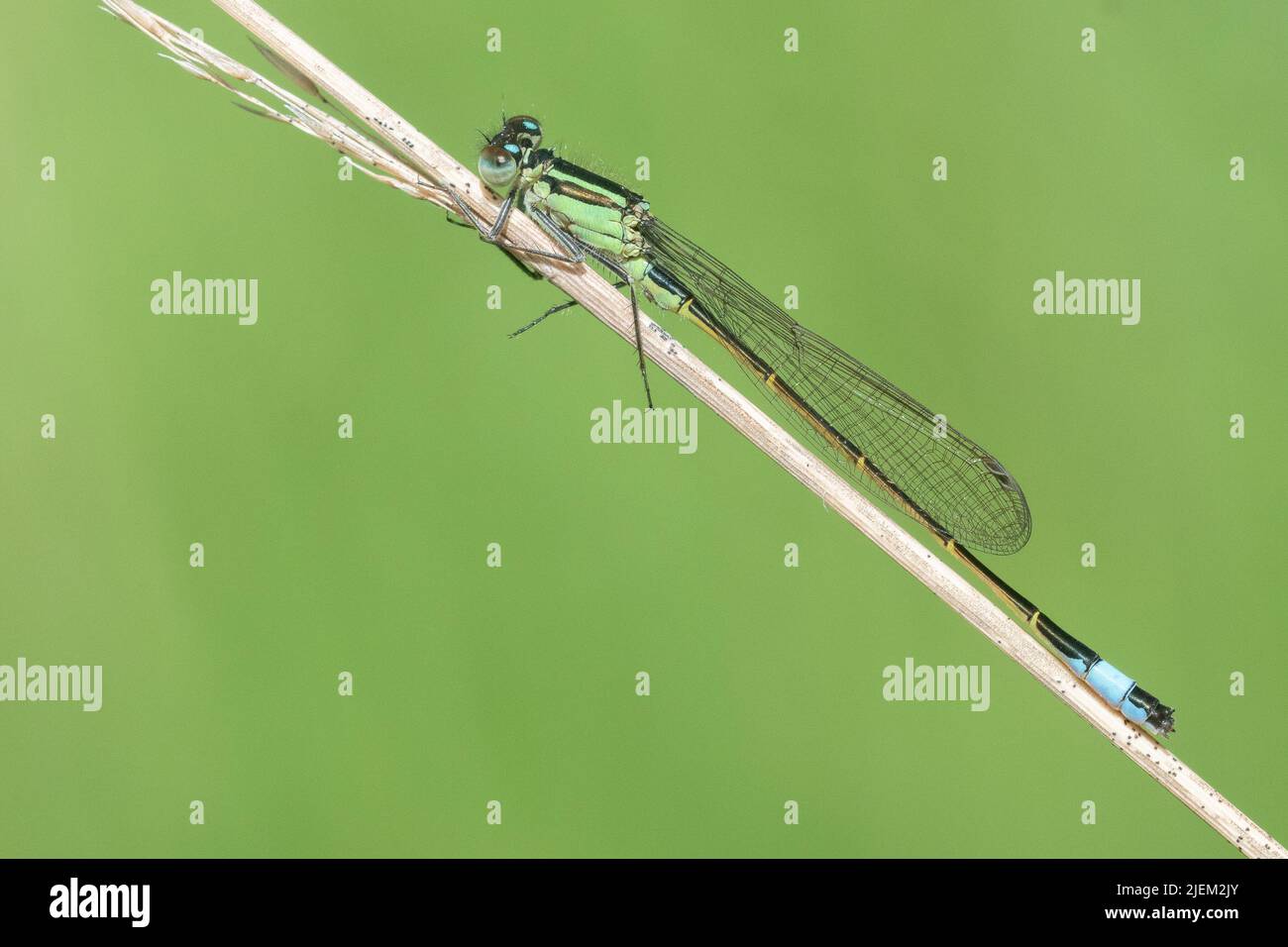 Reed stalk hi-res stock photography and images - Alamy