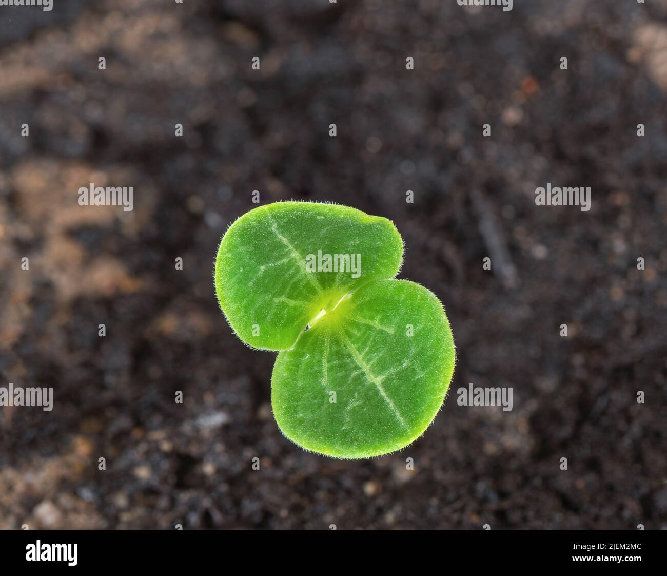 The first young fresh leaves of sprouted zucchini. Growing vegetables ...