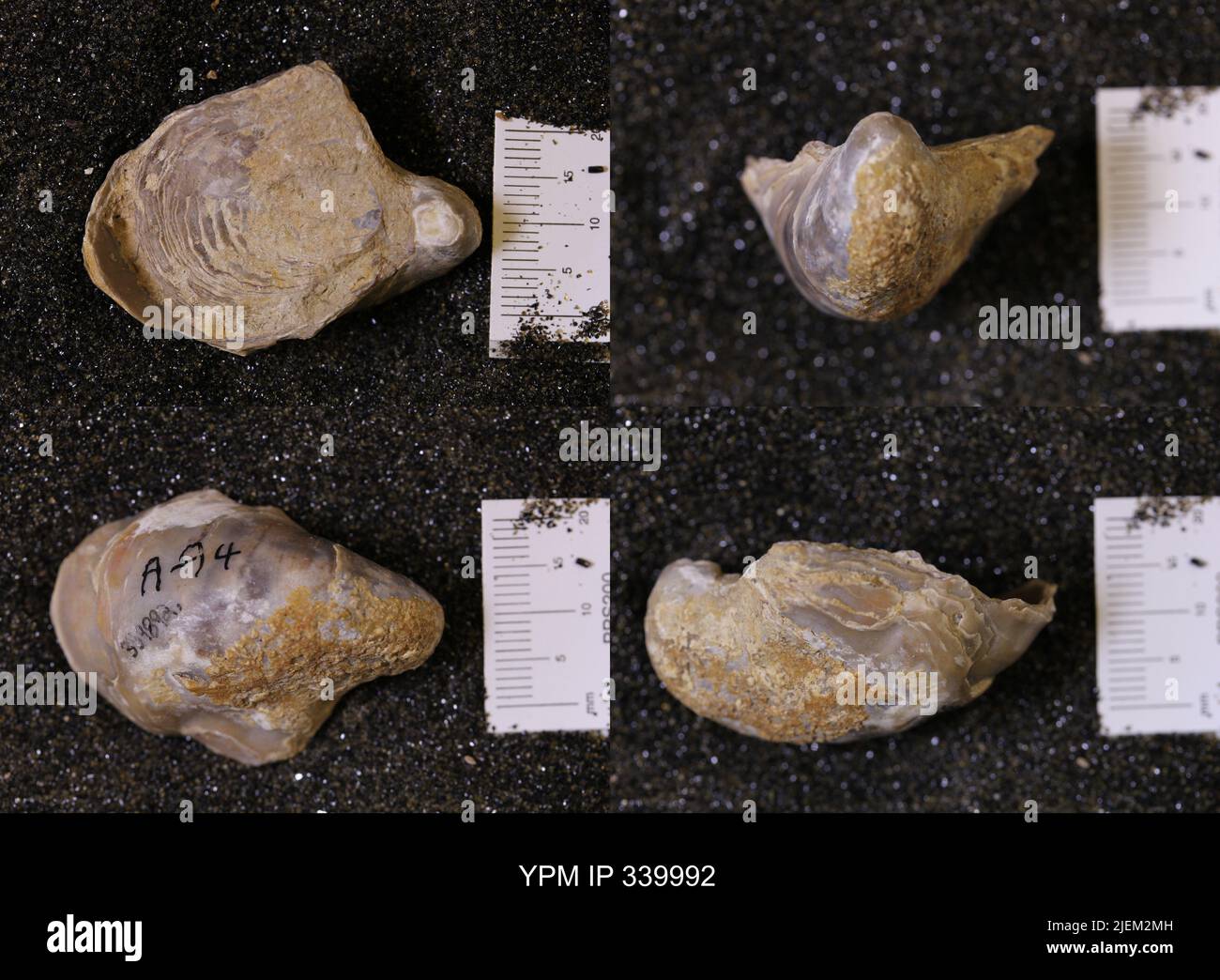 Ostrea soleniscus meek hi-res stock photography and images - Alamy