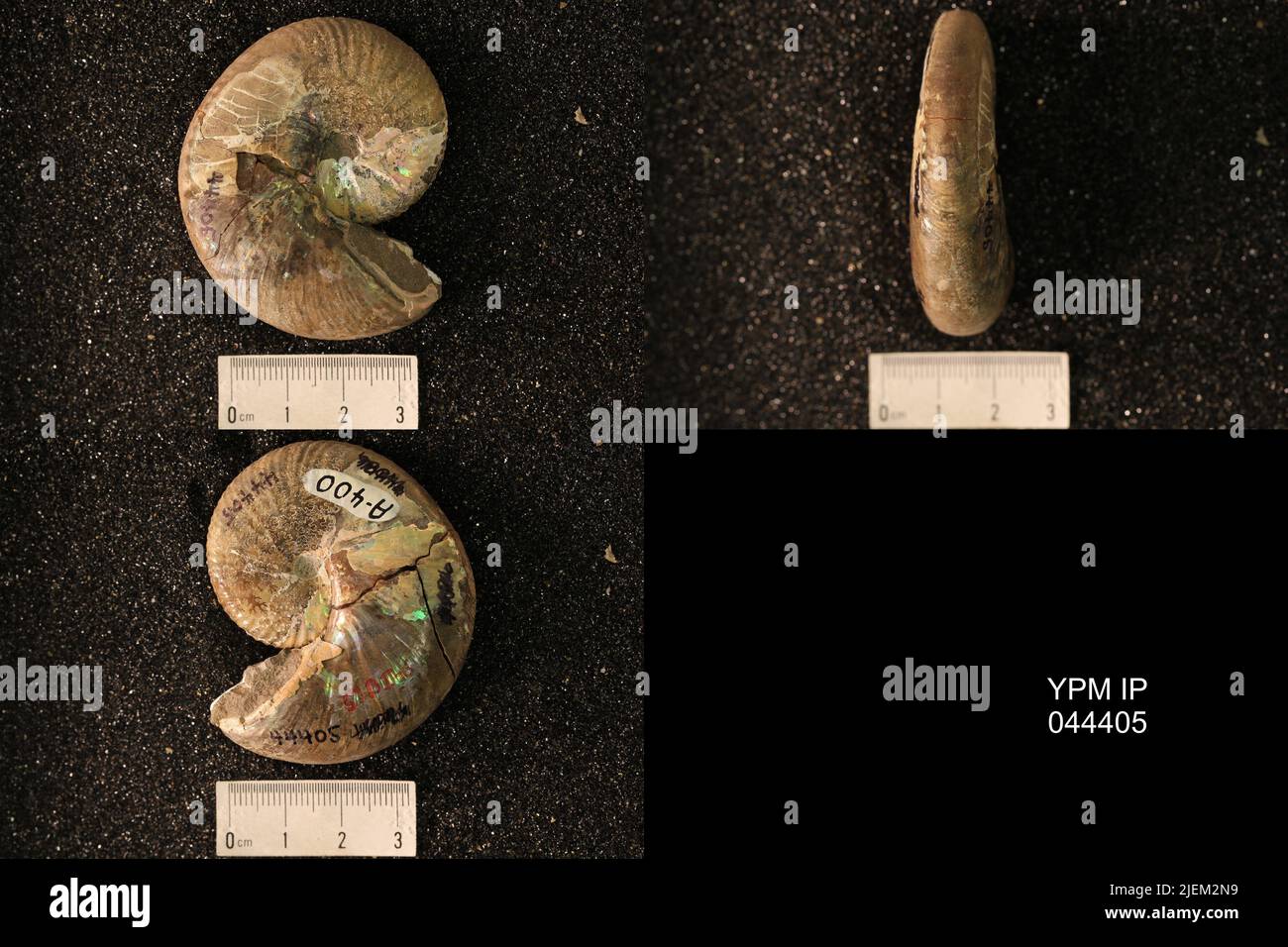 Ammonite identification hi-res stock photography and images - Alamy