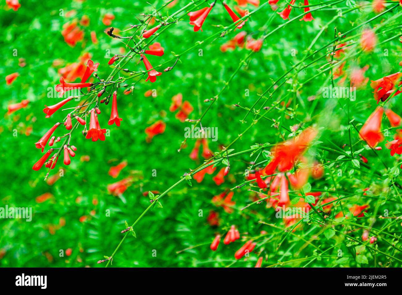 Firecracker plant hi-res stock photography and images - Alamy