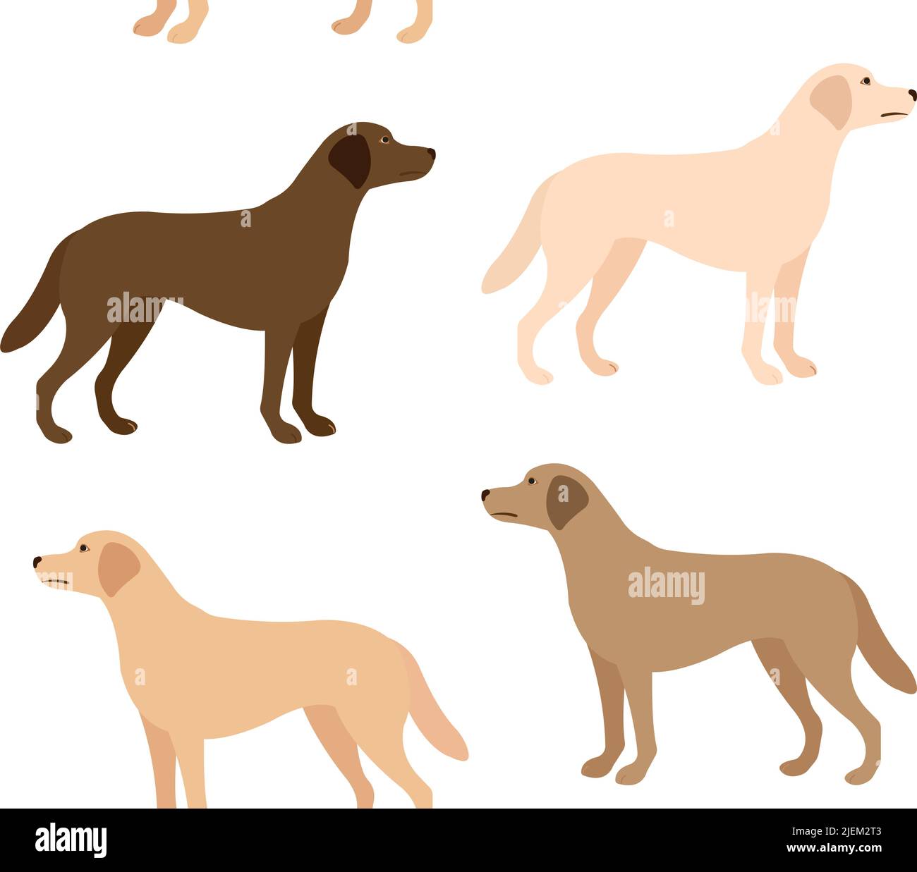 Vector seamless pattern of flat labrador dog isolated on white ...