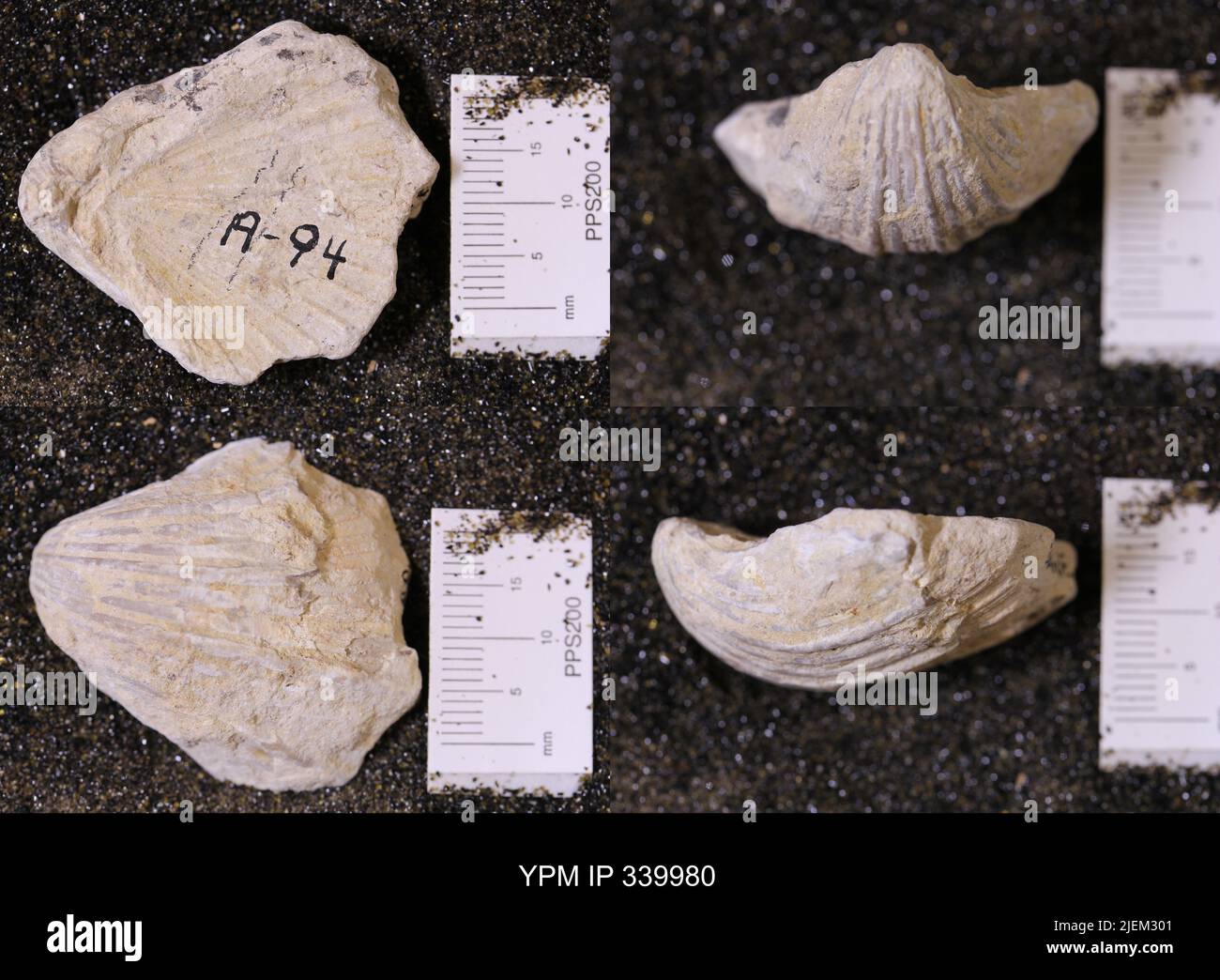 Neithea hi-res stock photography and images - Alamy