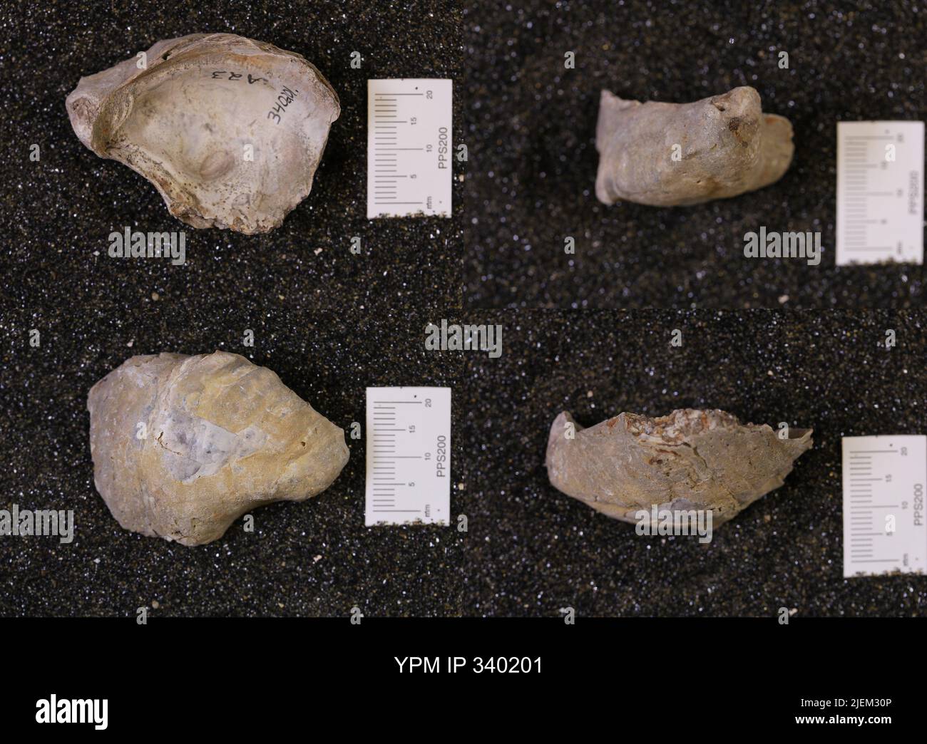 Gryphaea hi-res stock photography and images - Alamy