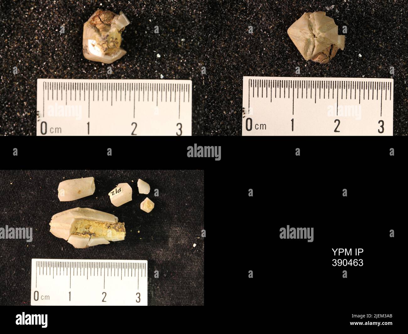 Troosticrinus reinwardti (Troost Stock Photo - Alamy