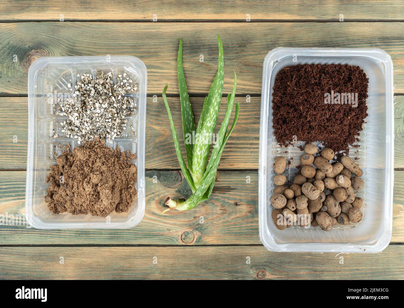 Preparation for planting an aloe seedling, in plastic containers, river ...