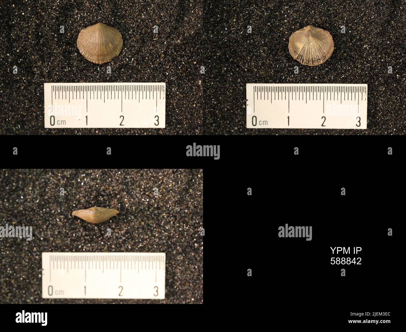 Dalmanella meeki (Miller, 1875 Stock Photo - Alamy