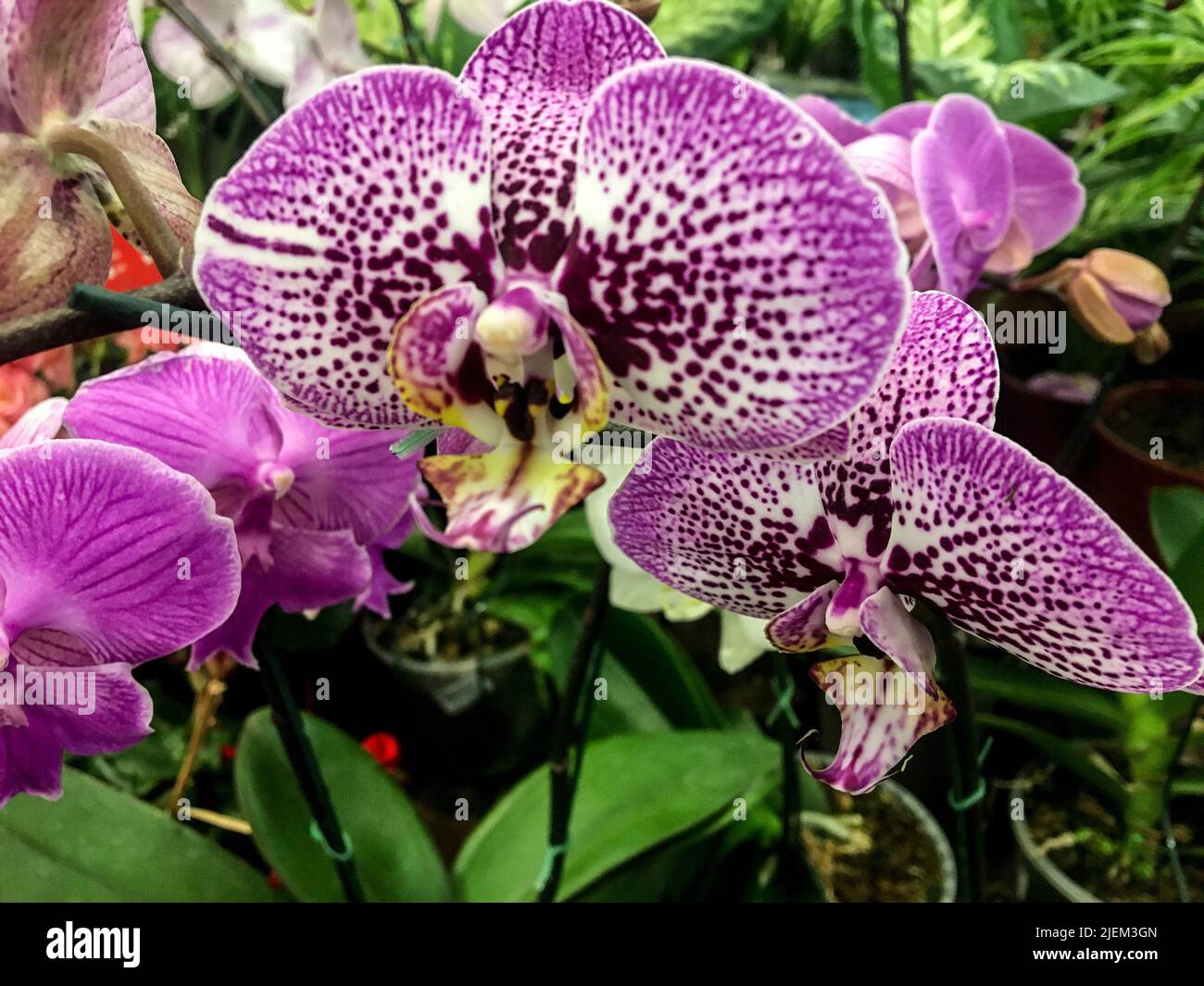 Pink petals of an orchid Stock Photo - Alamy