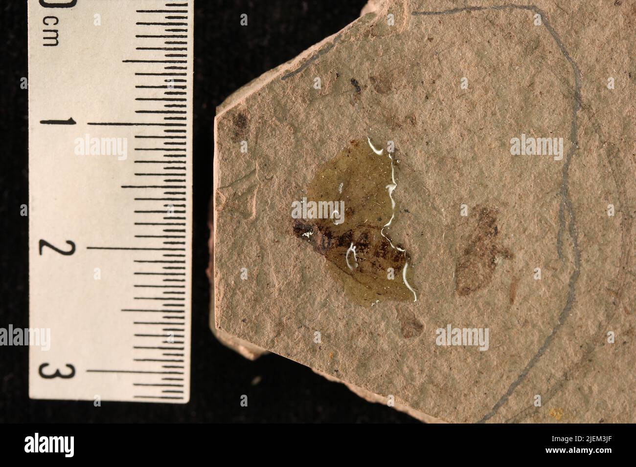 Formica robusta carpenter animalia hi-res stock photography and images ...