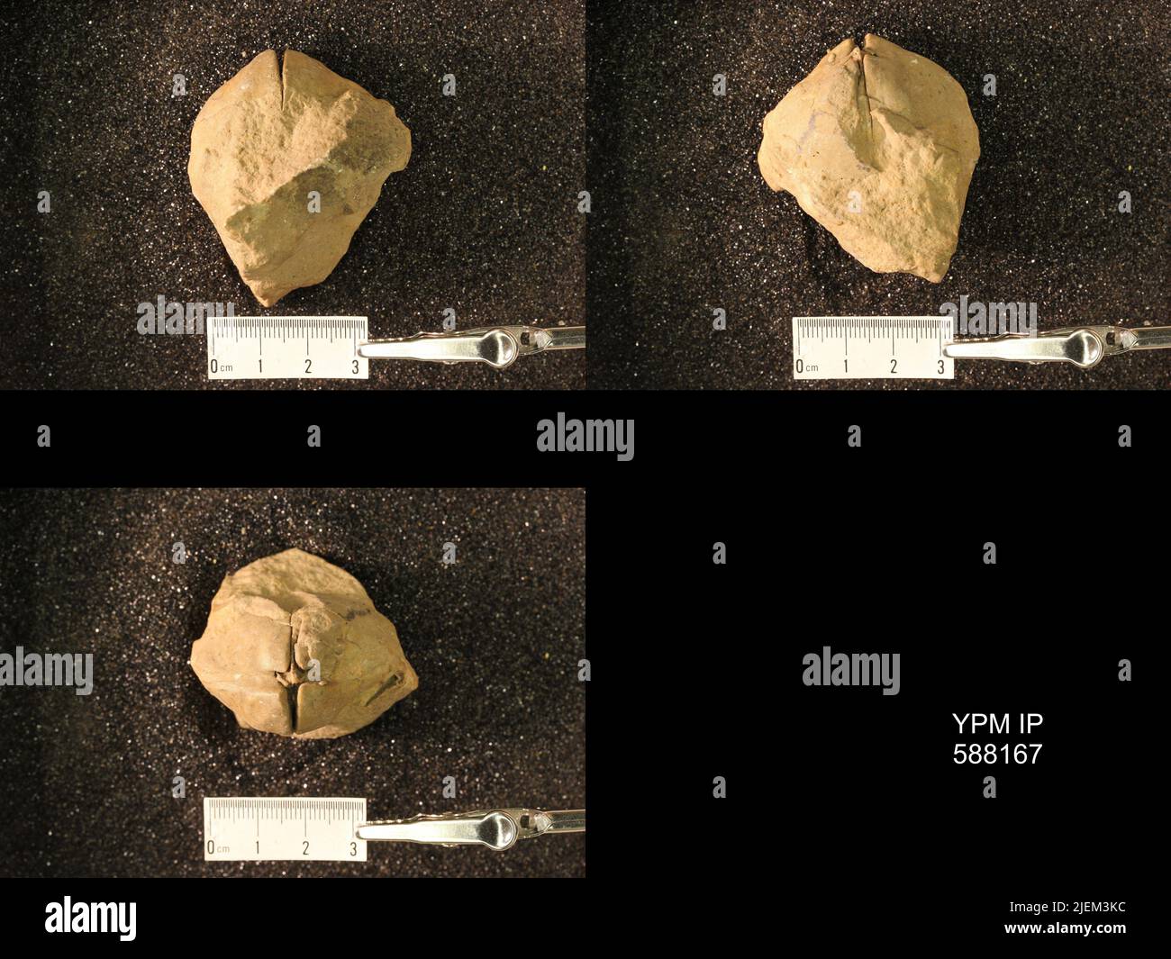 Pentamerus oblongus (Sowerby Stock Photo - Alamy