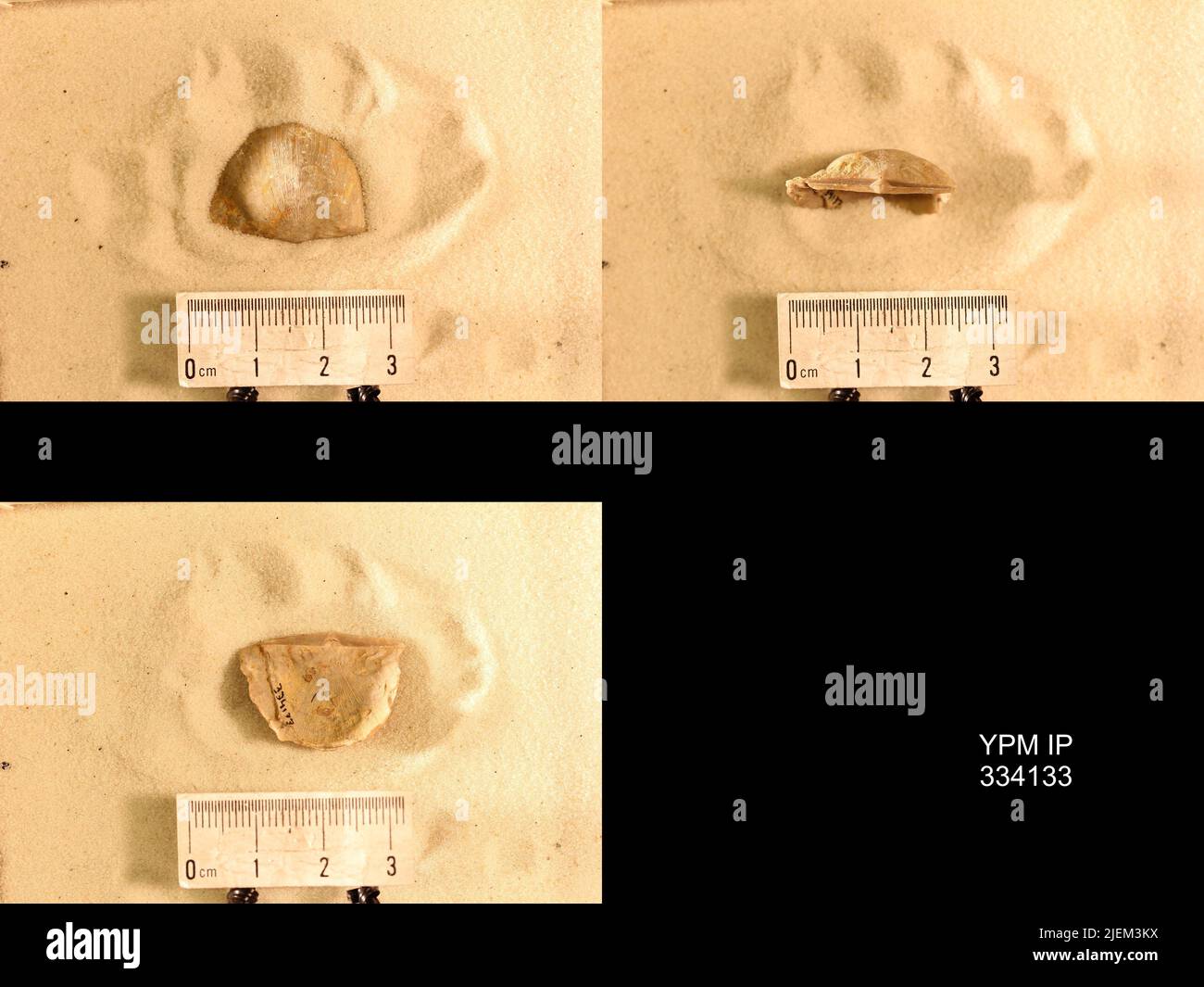 Rafinesquina hi-res stock photography and images - Alamy