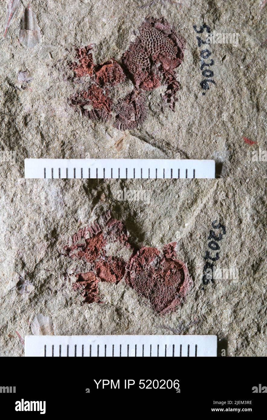 Undet stylophora animalia hi-res stock photography and images - Alamy