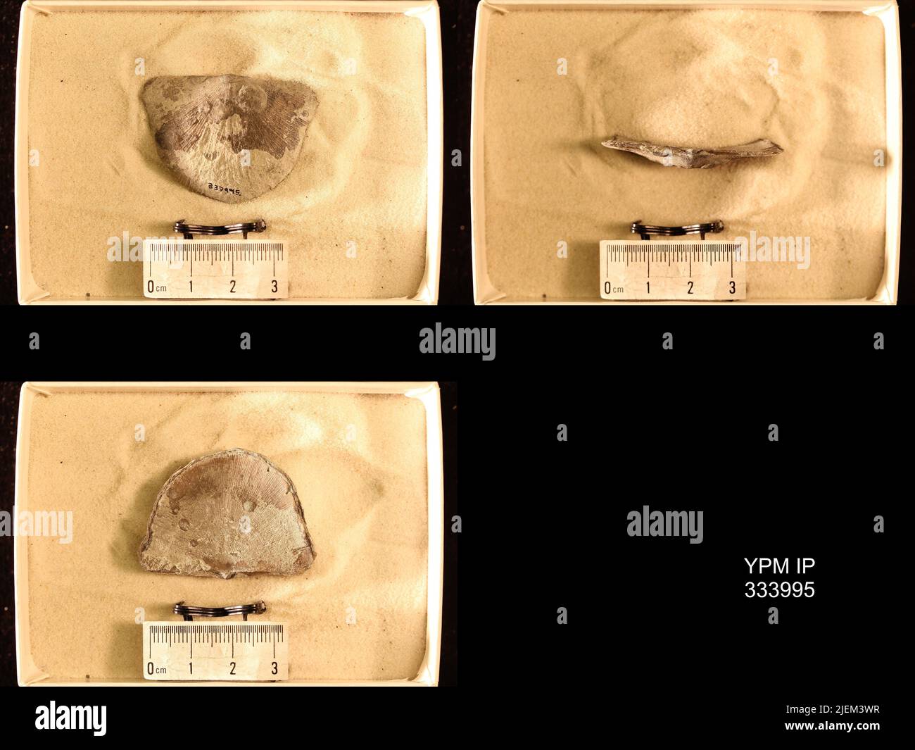 Rafinesquina alternata conrad hi-res stock photography and images - Alamy