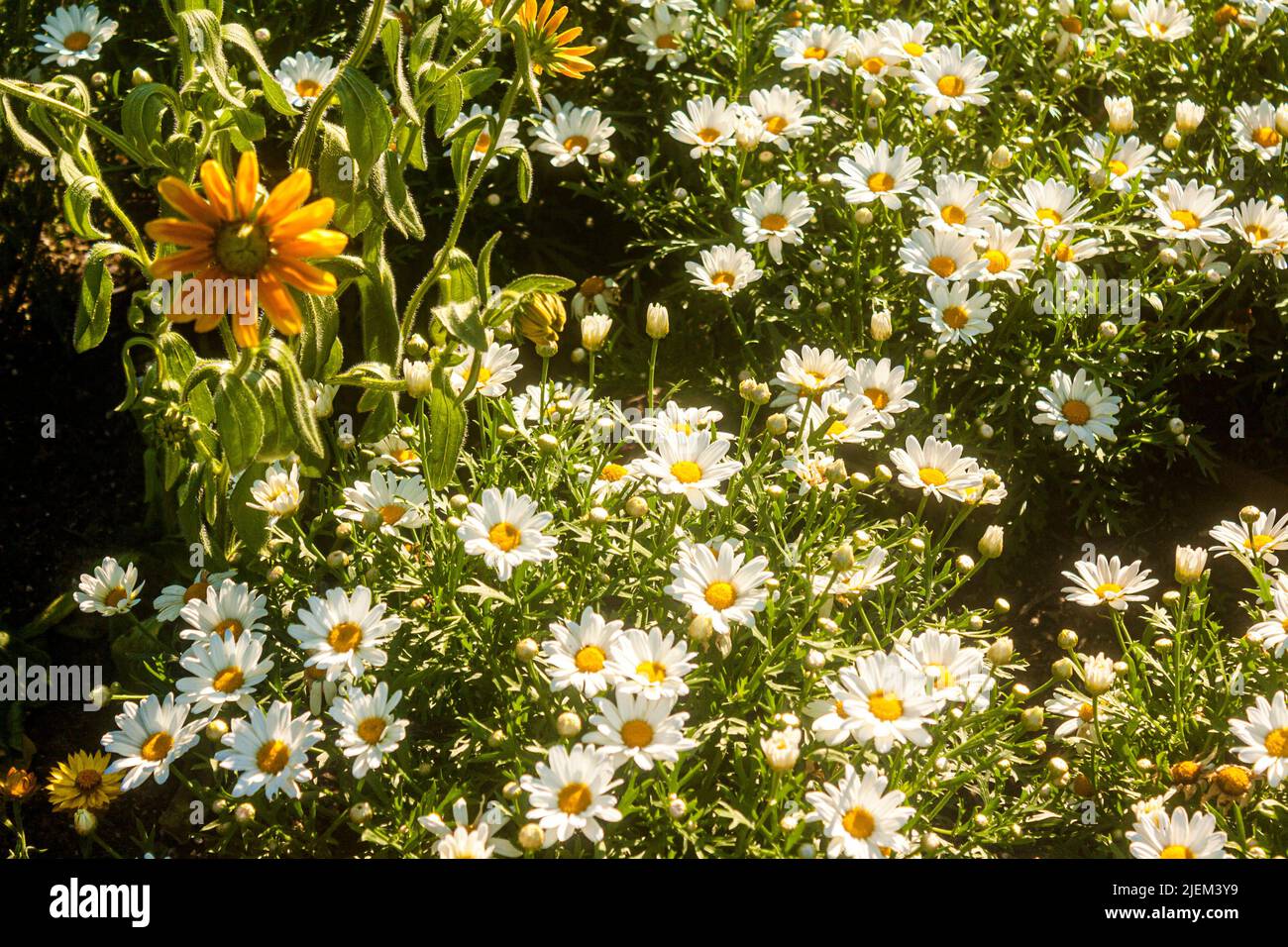 Marguerite daisies, Argyranthemum frutescens Stock Photo - Alamy