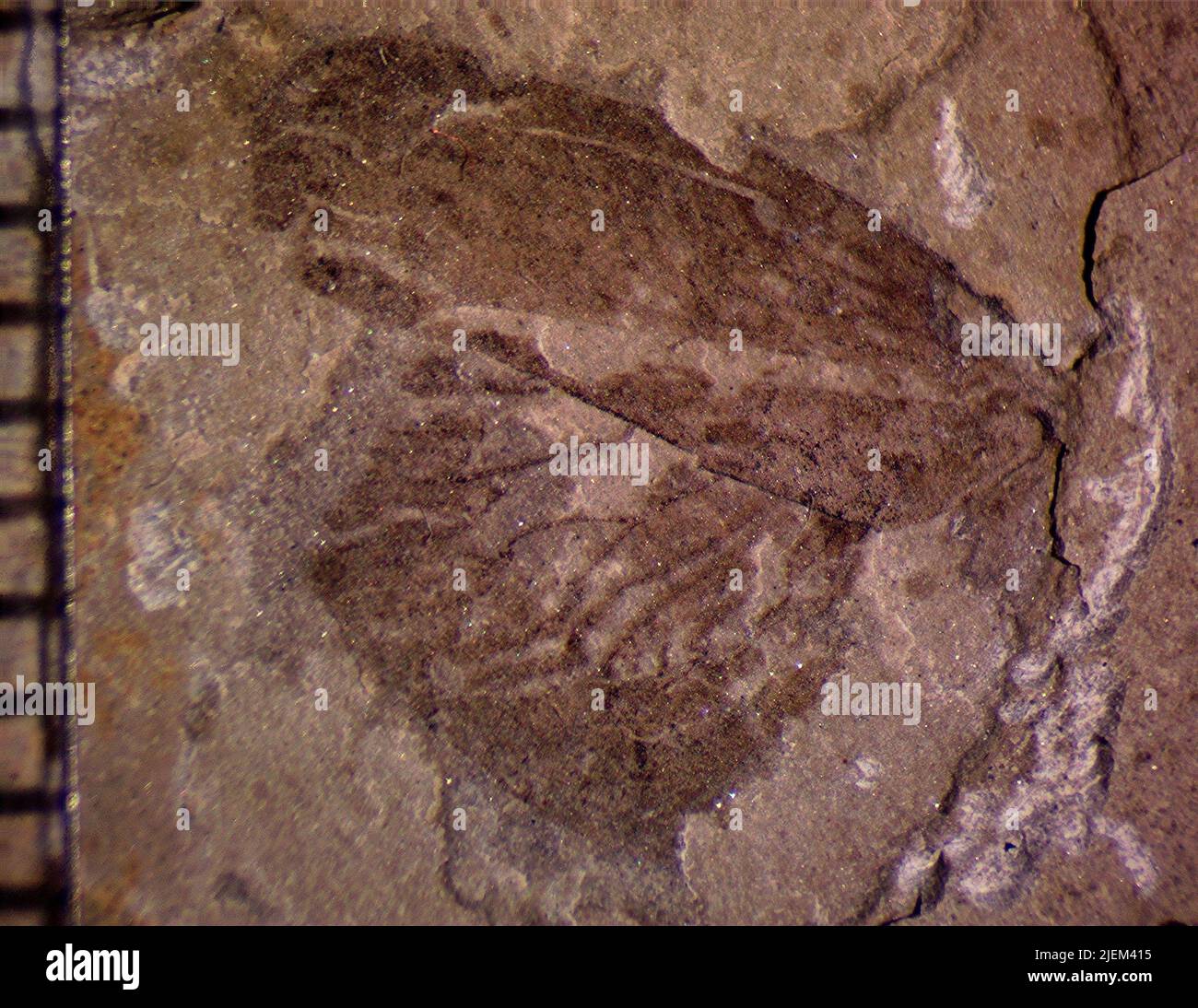 Planthoppers fulgoridae hi-res stock photography and images - Alamy