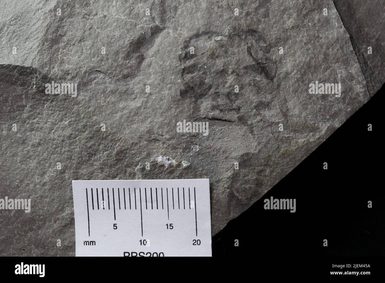 Xiphosurida hi-res stock photography and images - Alamy