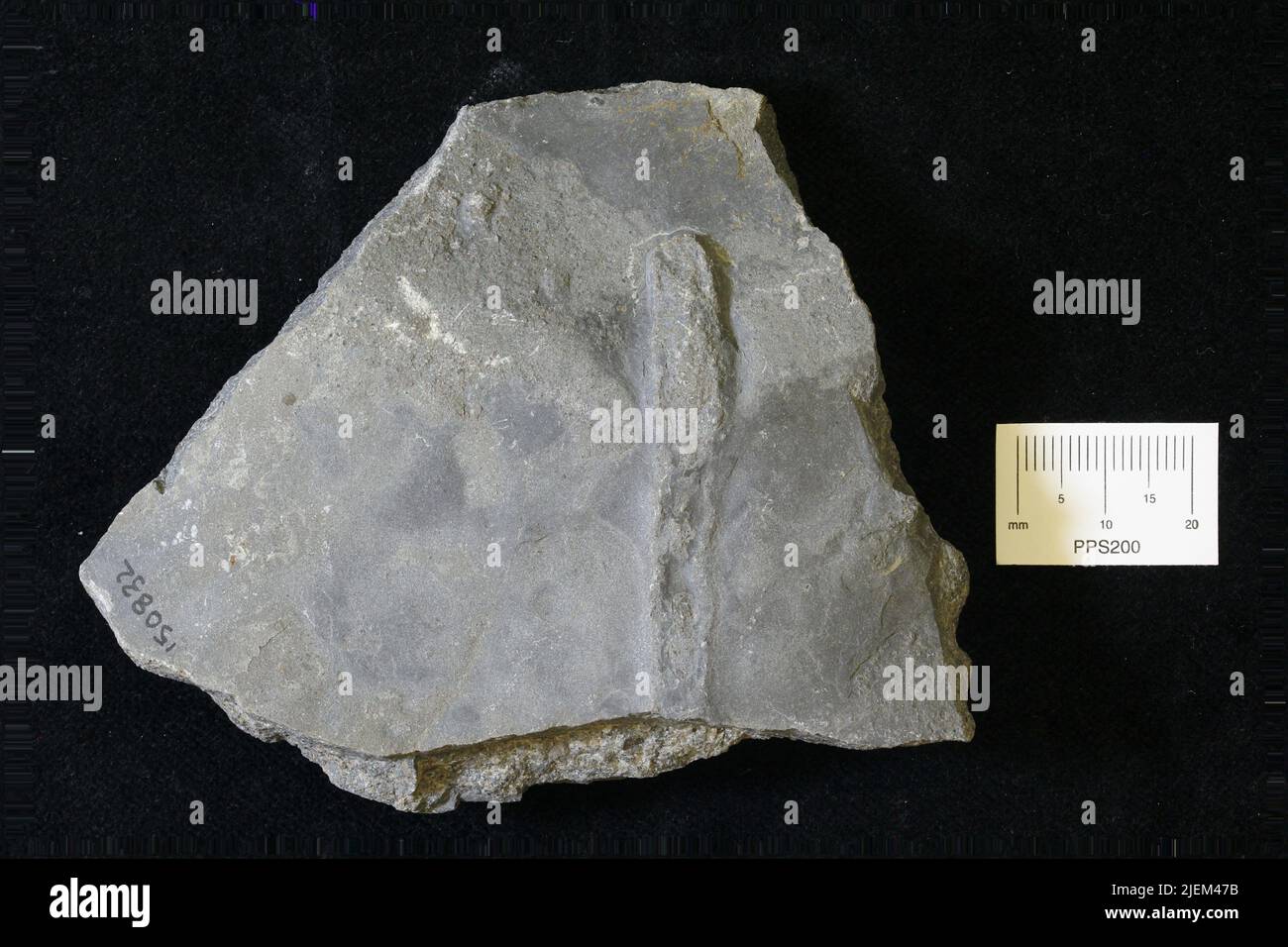 Rusophycus biloba ichnofossil hi-res stock photography and images - Alamy
