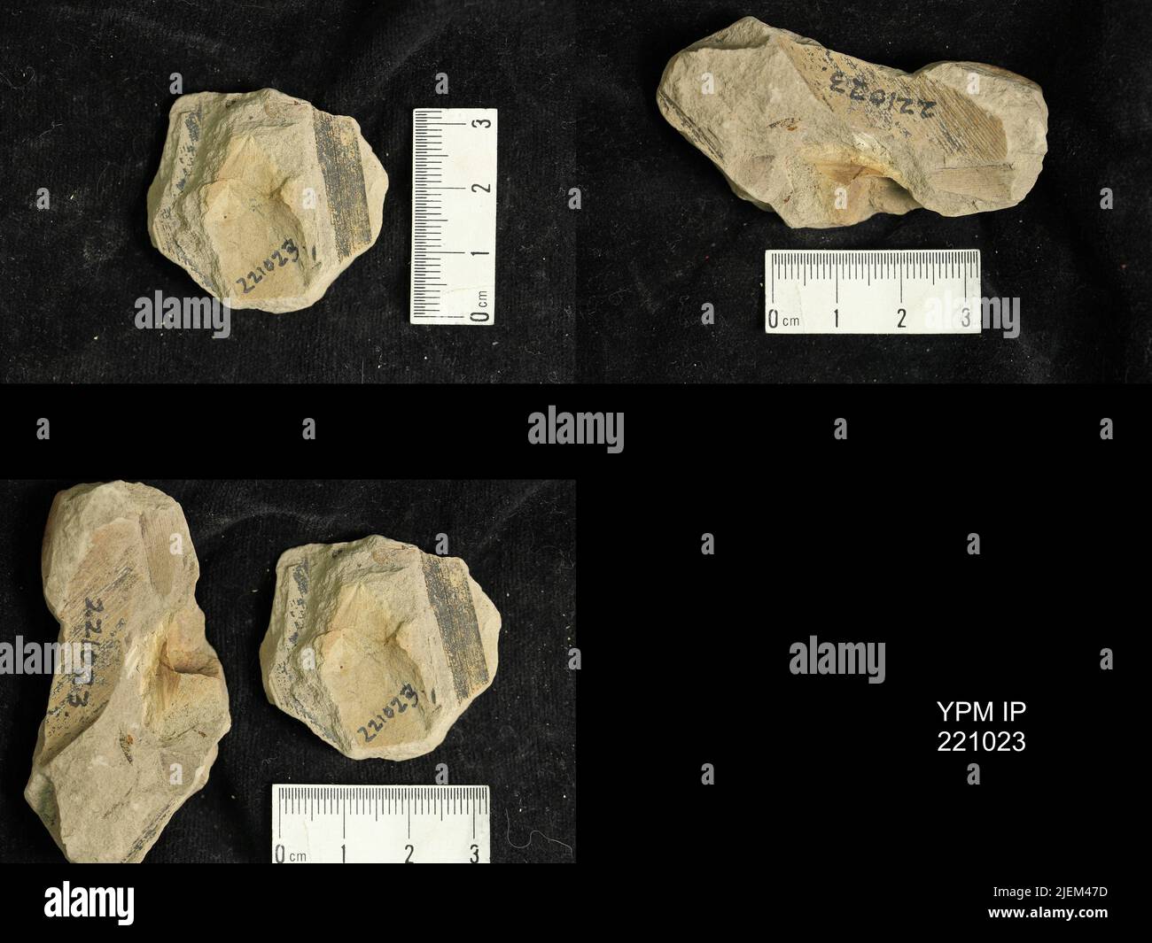 Undet blattaria hi-res stock photography and images - Alamy