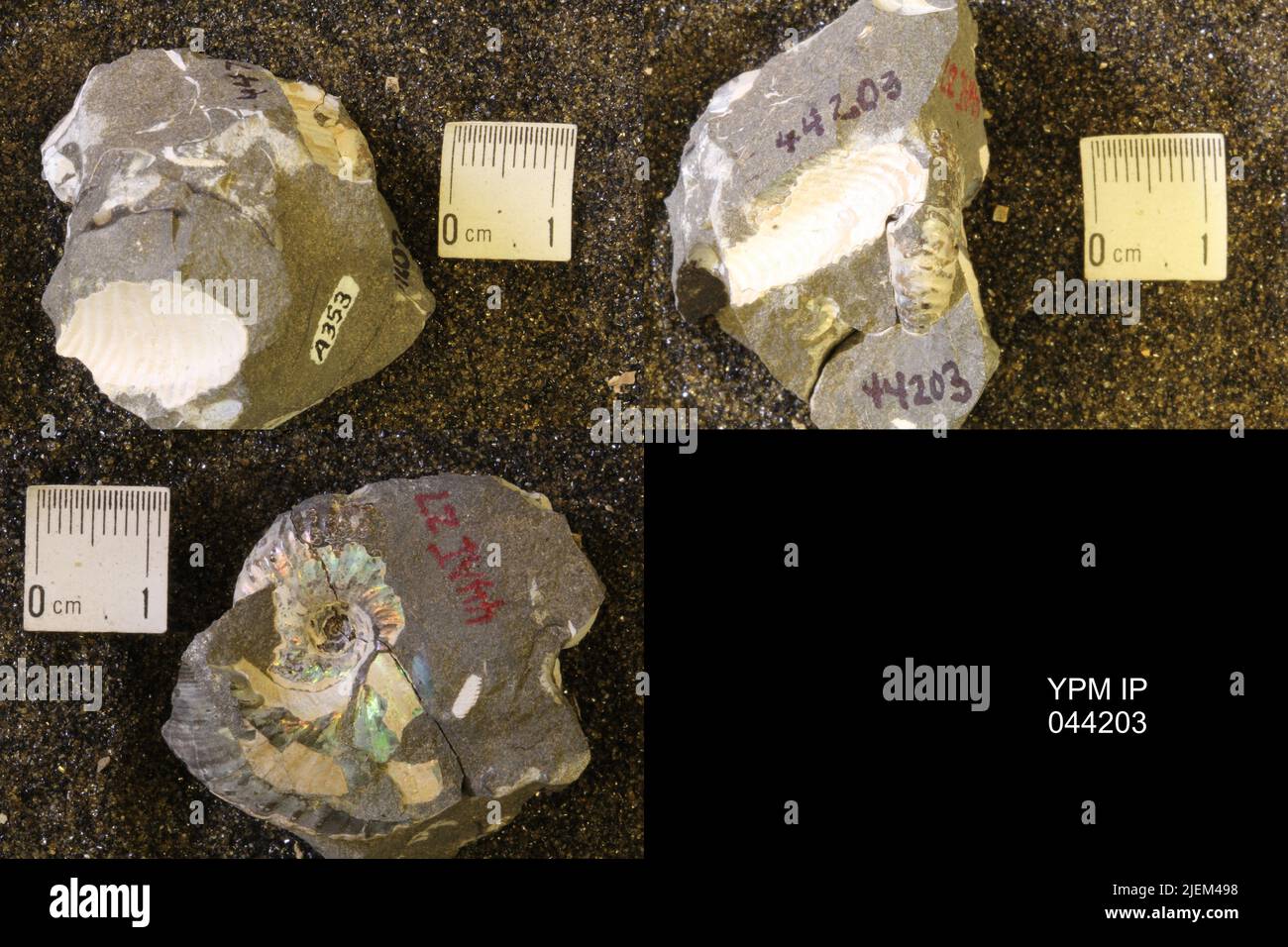 Hoploscaphites nicolletii (Morton Stock Photo - Alamy