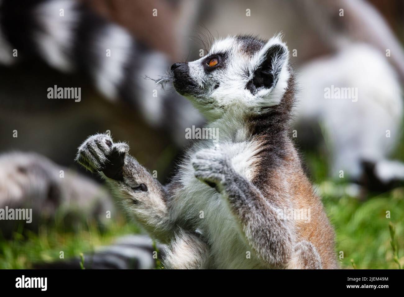 Ring-tailed lemur monkey. Mammal and mammals. Land world and fauna ...