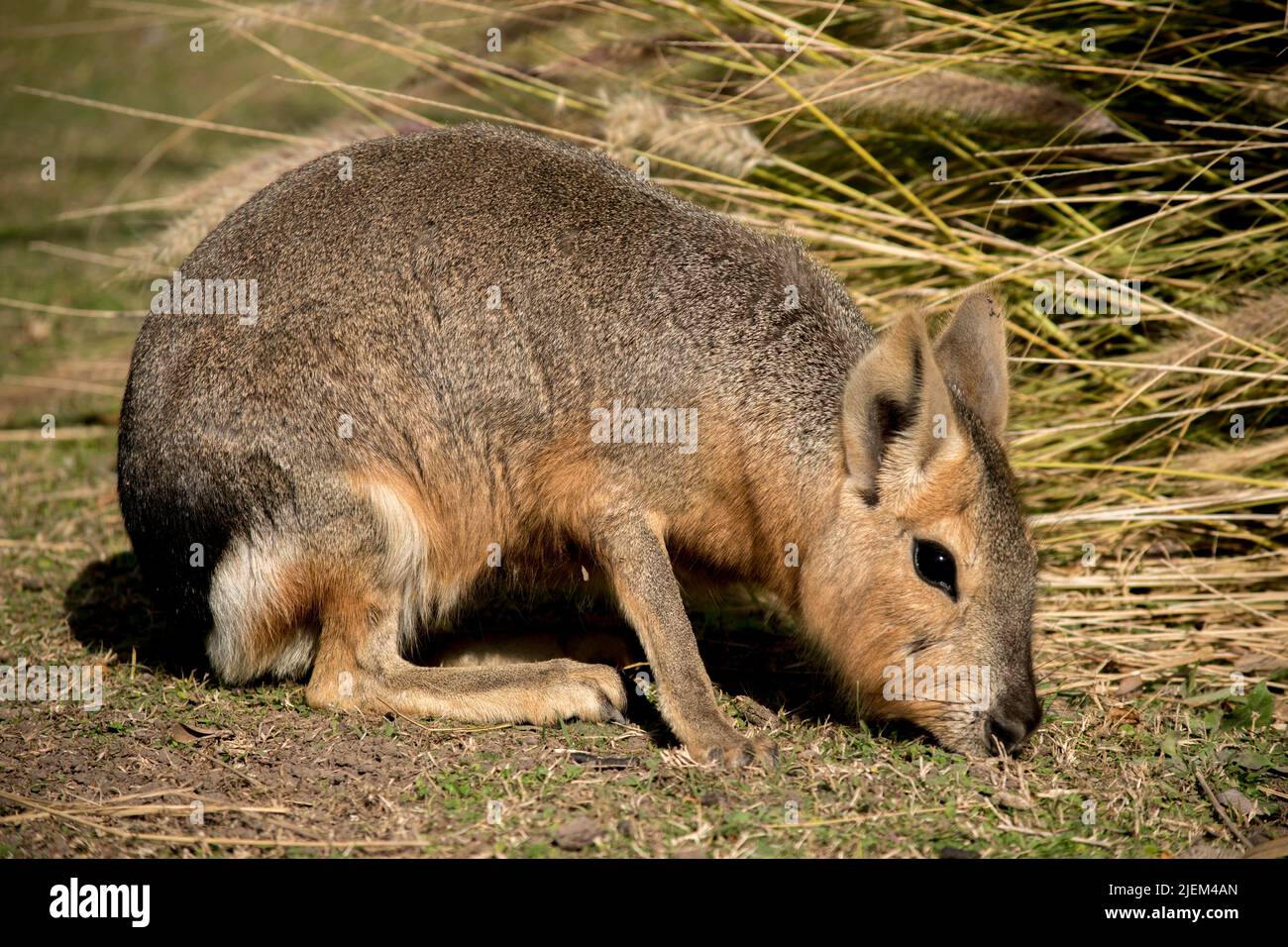 Maras in nature. Wild animals Stock Photo - Alamy