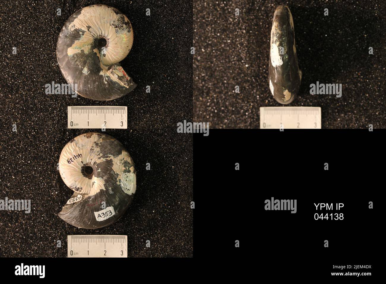 Hoploscaphites nicolletii (Morton Stock Photo - Alamy