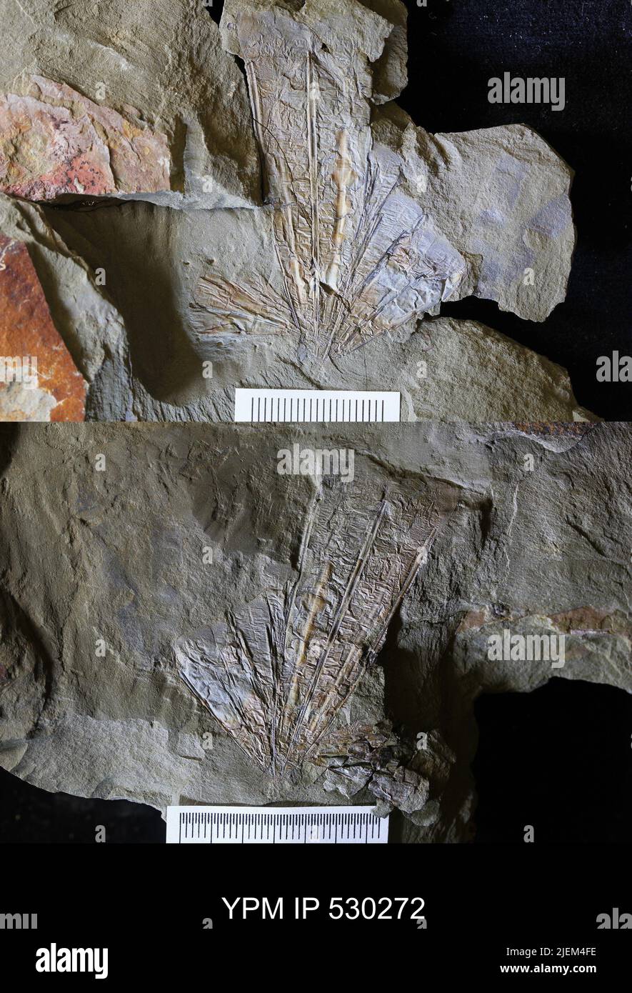 Fossil conulariids hi-res stock photography and images - Alamy