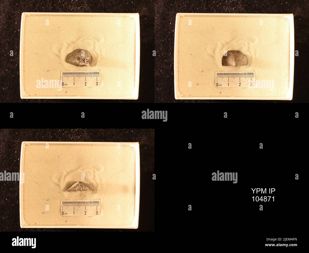 Orthis davidsoni de Verneuil Stock Photo - Alamy