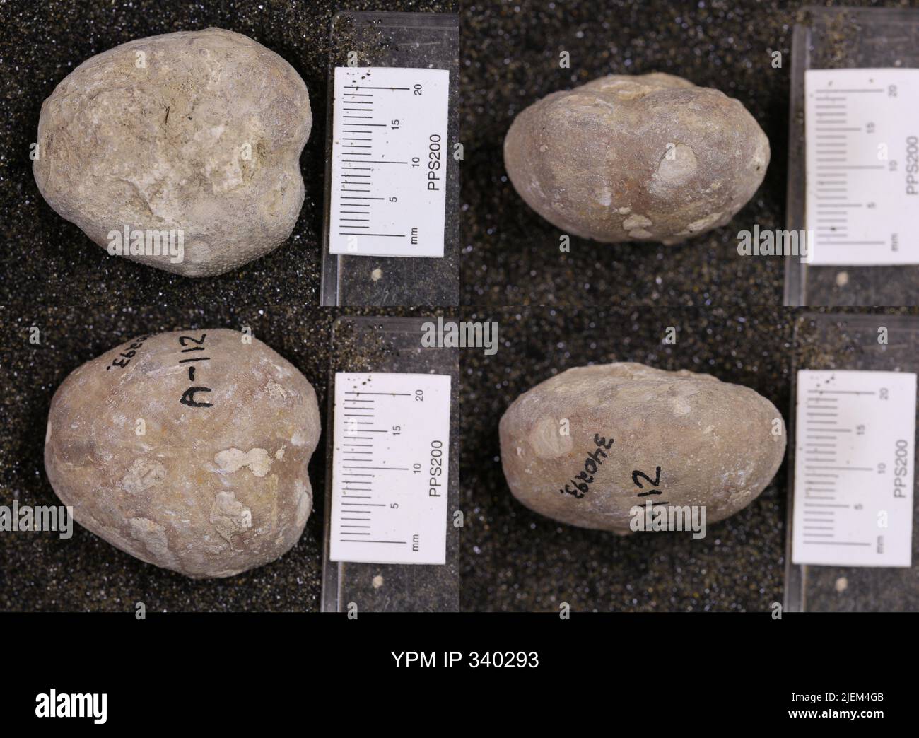 Enallaster texanus roemer animalia hi-res stock photography and images ...