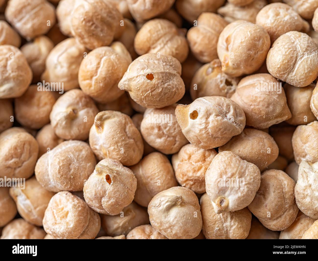 Holes in chickpea beans bored of larvae weevil macro. Dry chickpeas ...