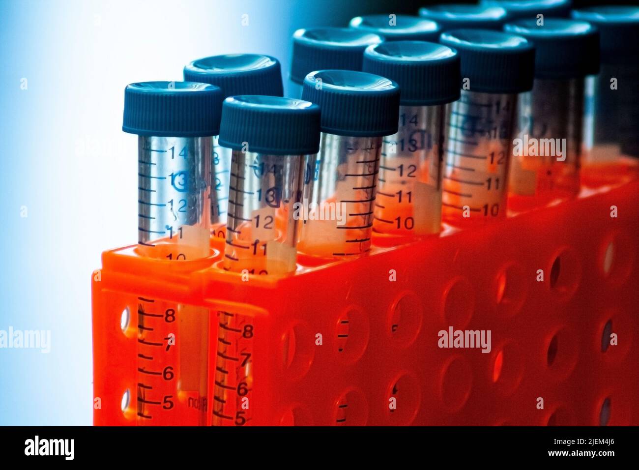 Test tubes in an orange rack Stock Photo - Alamy