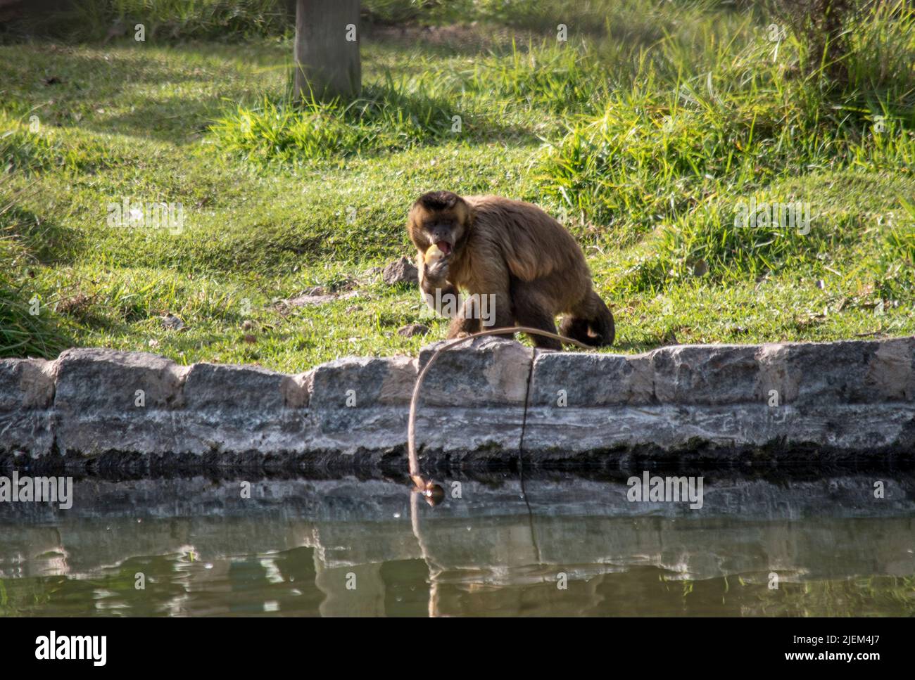 Monkey garden hi-res stock photography and images - Alamy