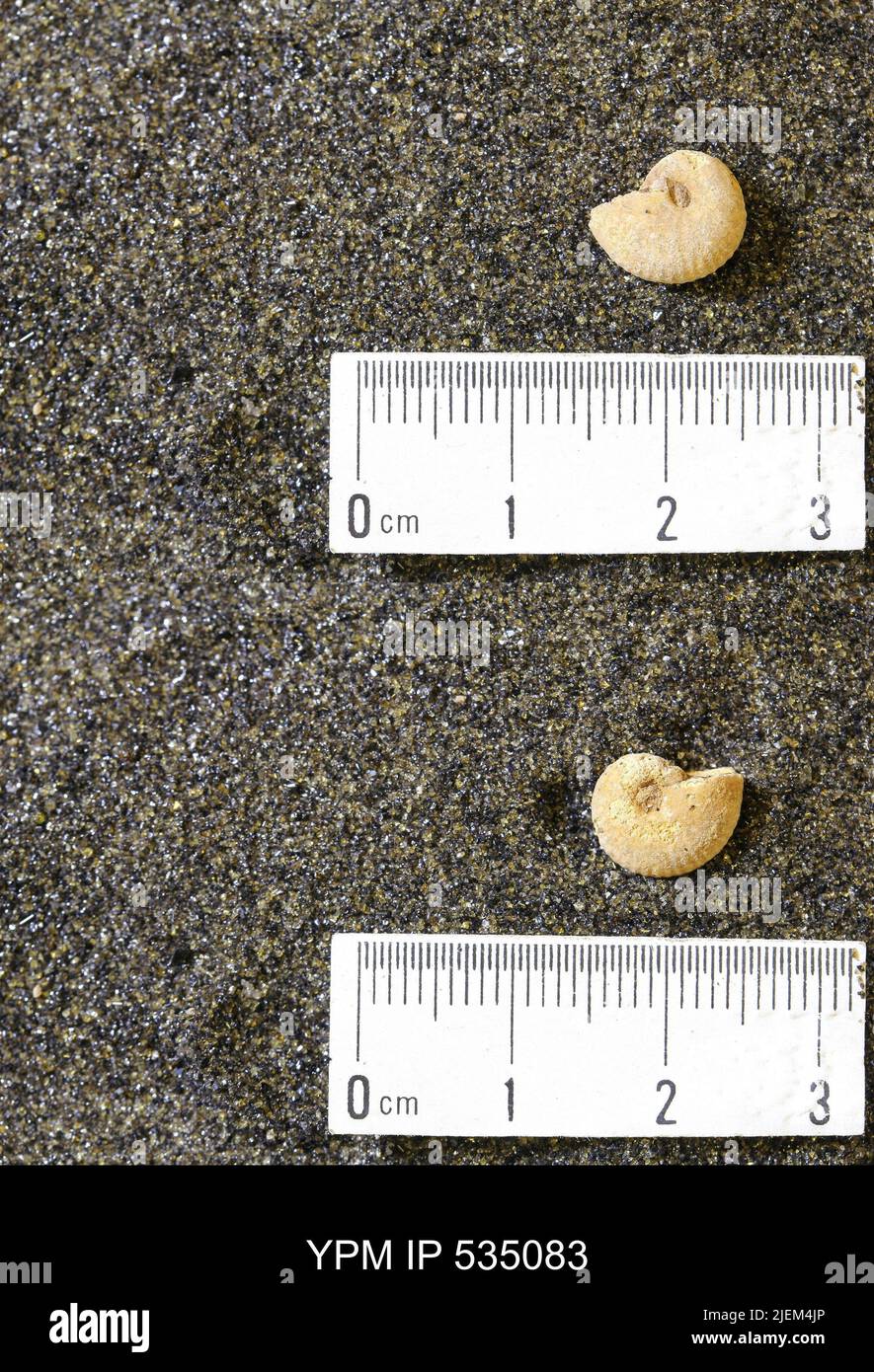 Scaphites hippocrepis dekay animalia hi-res stock photography and ...