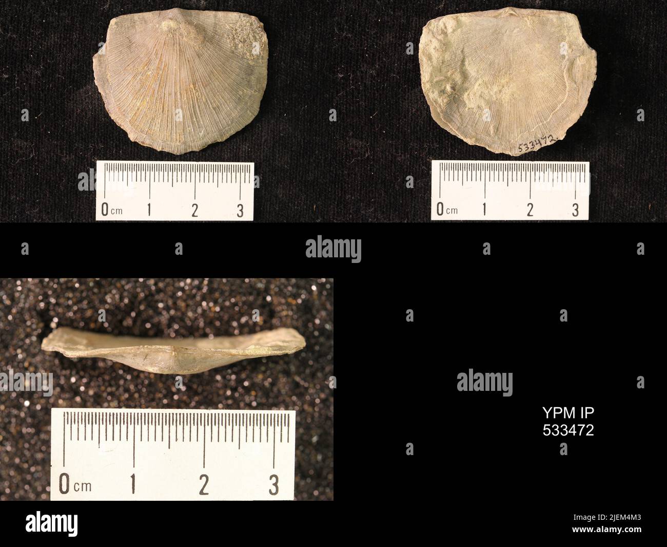 1873 animalia hi-res stock photography and images - Alamy